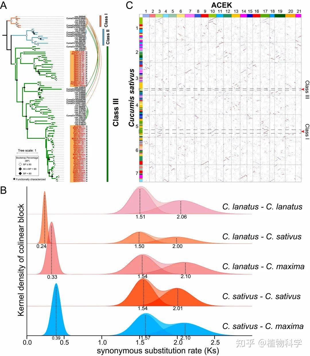 西北农林科技大学赵涛/马锋旺团队揭示双子叶植物S-RNase的进化起源 - 知乎
