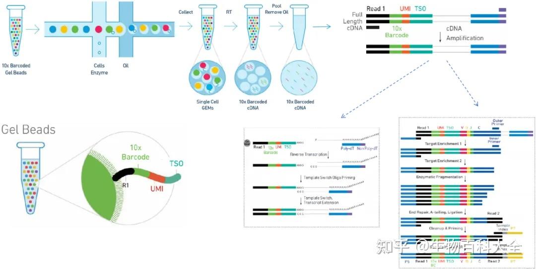 GEM-X引领单细胞RNA-seq技术创新 - 知乎