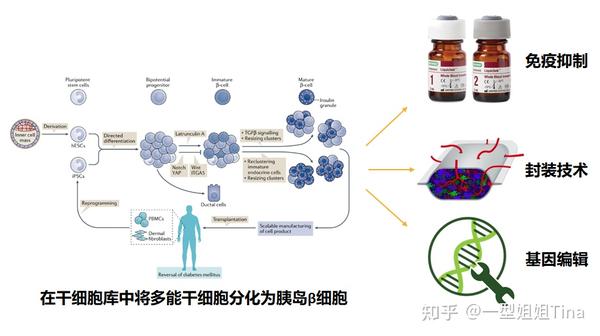 首款糖尿病细胞疗法Lantidra经FDA批准上市 - 知乎