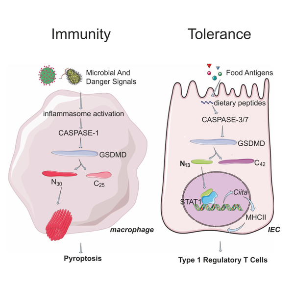 Cell丨GSDMD的新片段——与免疫耐受相关 - 知乎