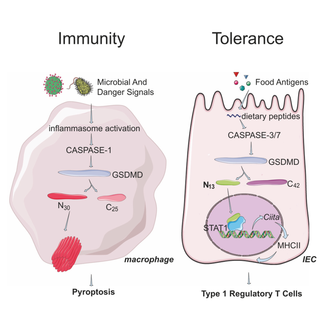 Cell丨GSDMD的新片段——与免疫耐受相关 - 知乎
