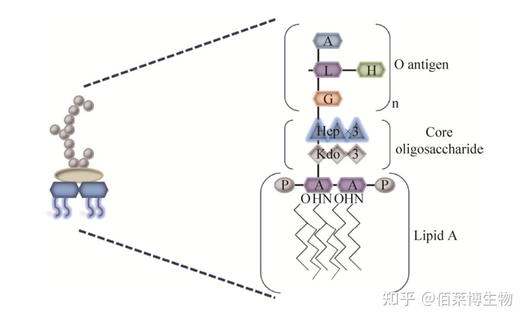 脂多糖（LPS）与蛋白亲和力测定的几种方法：SPR、ITC、BLI、MST - 知乎
