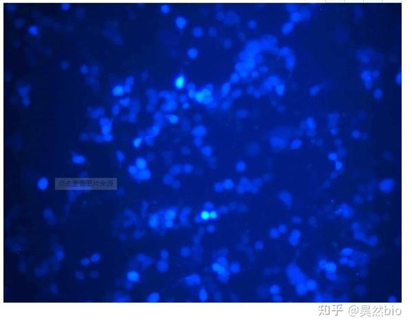 增强型蓝色荧光蛋白（EBFP） - 知乎