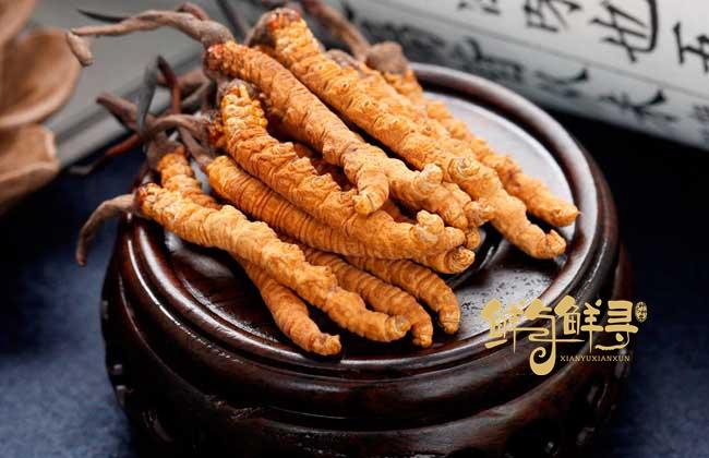 冬虫夏草功效大揭秘，一定有你不知道的 - 知乎