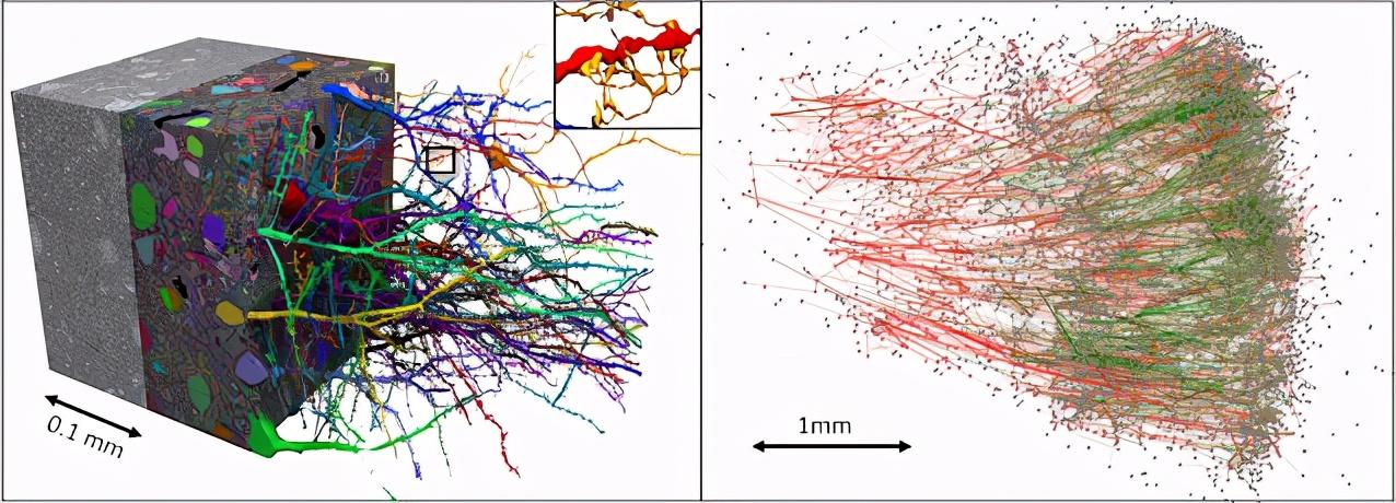 谷歌发布史上最强人类大脑「地图」，在线可视3D神经元「森林」！ - 知乎