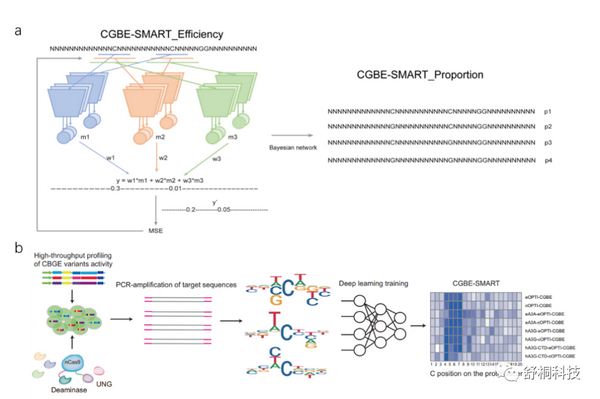 基因编辑工具分享（六）| BE-SMART：C-to-G单碱基编辑效率预测模型 - 知乎