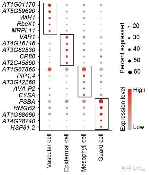 空转植物应用 |scStereo-seq技术解析拟南芥叶片空间转录组 - 知乎