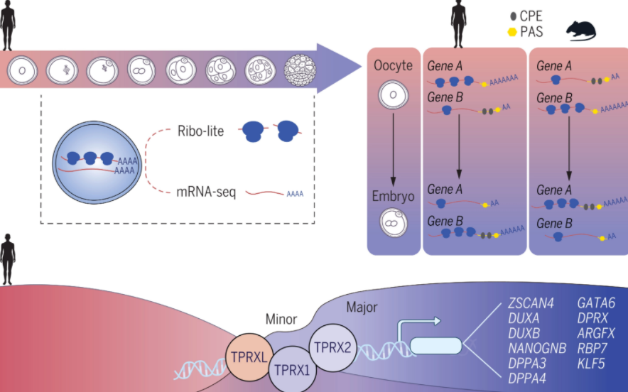 人类胚胎研究获重大进展，清华和山大团队联合发布人类早期胚胎基因组启动新机制，描绘人类卵子向胚胎转变的翻译组图谱 - 知乎