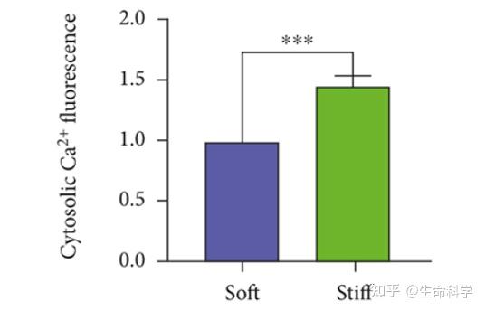 Fluo-4 AM检测细胞内 Ca2+ 浓度的探针 - 知乎