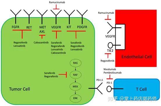 靶向药中的“万金油”卡博替尼（XL184）能作用于肝癌中的哪些靶点？附说明书-用法用量 - 知乎