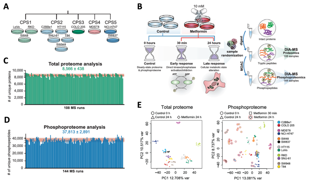 Clin Transl Med︱耶鲁大学刘延盛团队通过磷酸化蛋白质组学揭示二甲双胍在结直肠癌细胞中的作用机制 - 知乎
