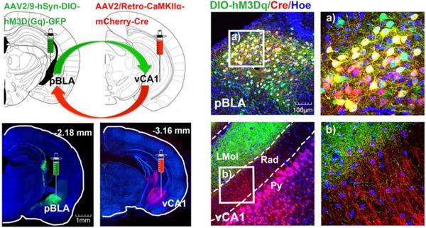 又见Cre！Cre/Loxp系统应用全攻略 | 知识点分享 - 知乎
