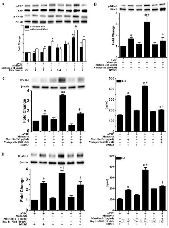 单核细胞通过β2-整合素/ICAM-1介导的信号增强人主动脉瓣间质细胞的炎症反应 - 知乎