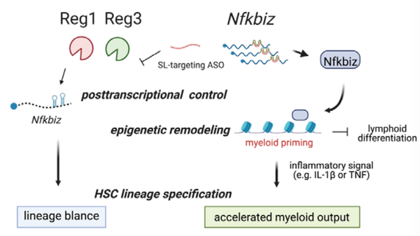 时空日报 | 通过Regnase-1/3介导的Nfkbiz调控淋巴-髓系谱系偏向性 - 知乎