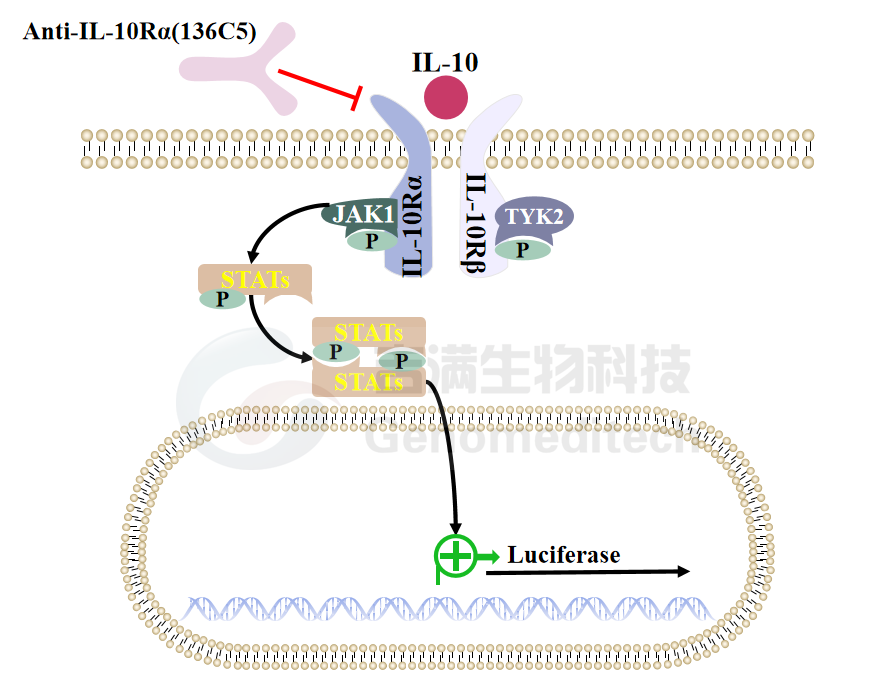 IL-10丨一个让巨头沉默的靶点 - 知乎
