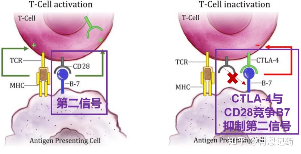 记住所有FDA生物药 | 免疫检查点CTLA-4抑制剂 | 伊匹木单抗、曲美木单抗 | 恶性胸膜间皮瘤等实体瘤 - 知乎