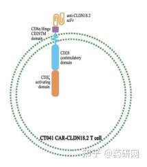 胃癌潜力靶点：Claudin 18.2 - 知乎