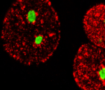 树枝状蓝光磷光材料Ir-CzCz-PO和Ir-AcCz-PO，Ir-AcAc-PO的定制合成 - 知乎