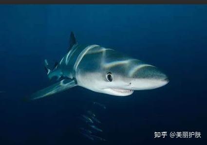 脂中黄金---角鲨烯 - 知乎