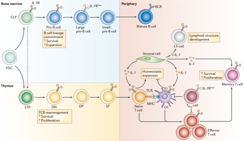 IL-7：调控T细胞和B细胞发育的肿瘤战者 - 知乎