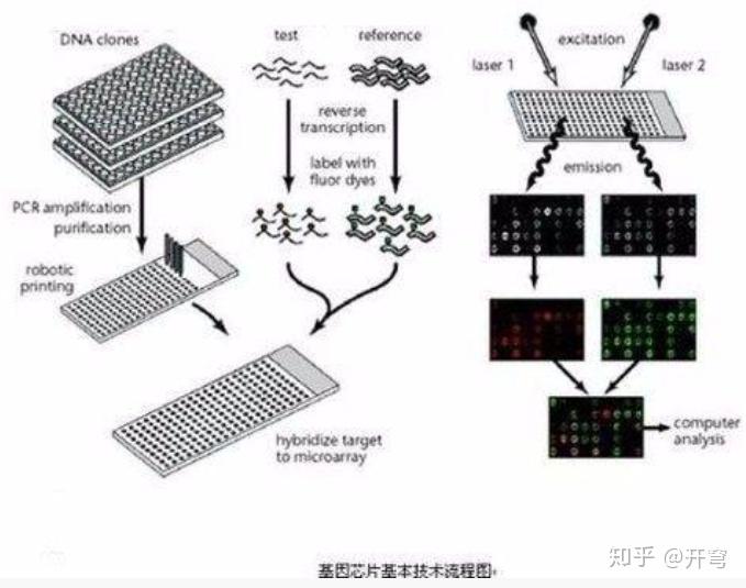 （论文）基因芯片技术的基本介绍 - 知乎