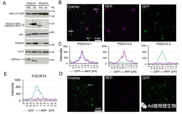Plant Cell | 研究揭示卵菌效应蛋白进入植物宿主细胞的机制 ！ - 知乎