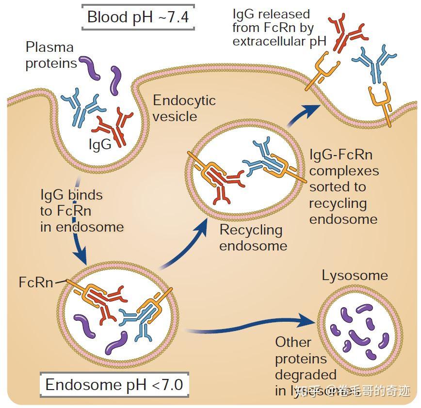 抗体的Fc受体：FcR - 知乎