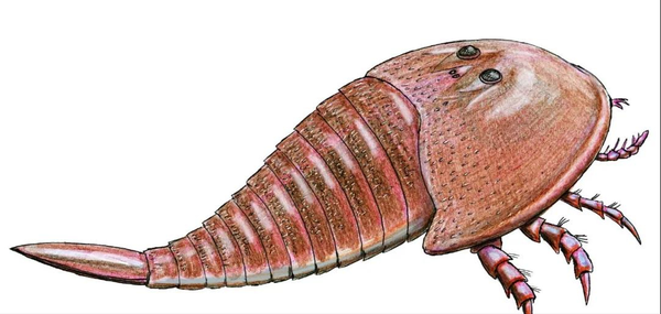 海中之霸：板足鲎！ - 知乎