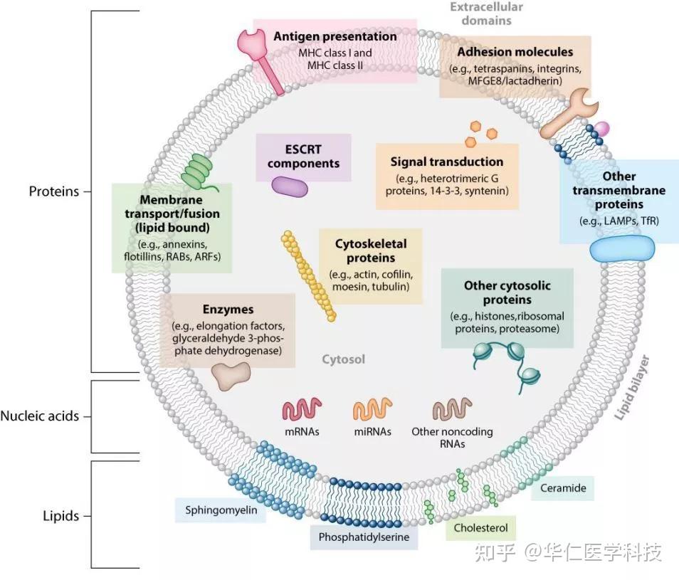 外泌体的传奇崛起之路（基础篇） - 知乎