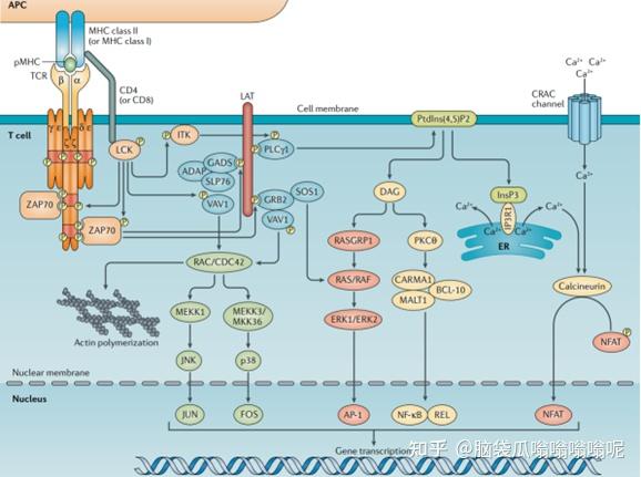 CD3靶点分析 - 知乎