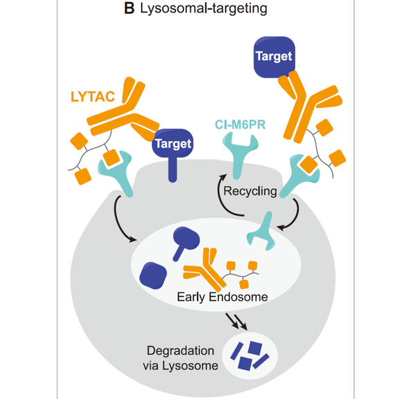 PROTAC外的其它双功能分子 - 知乎