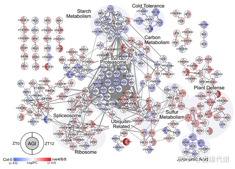 多组学分析揭示植物“起床”基因参与调控初级代谢和蛋白酶体功能 - 知乎
