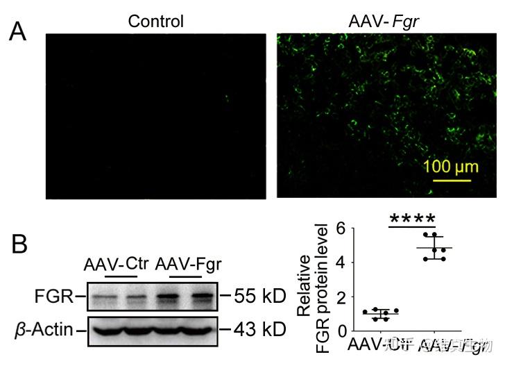 『AAV病毒载体』如何靶向治疗肾脏疾病？ - 知乎
