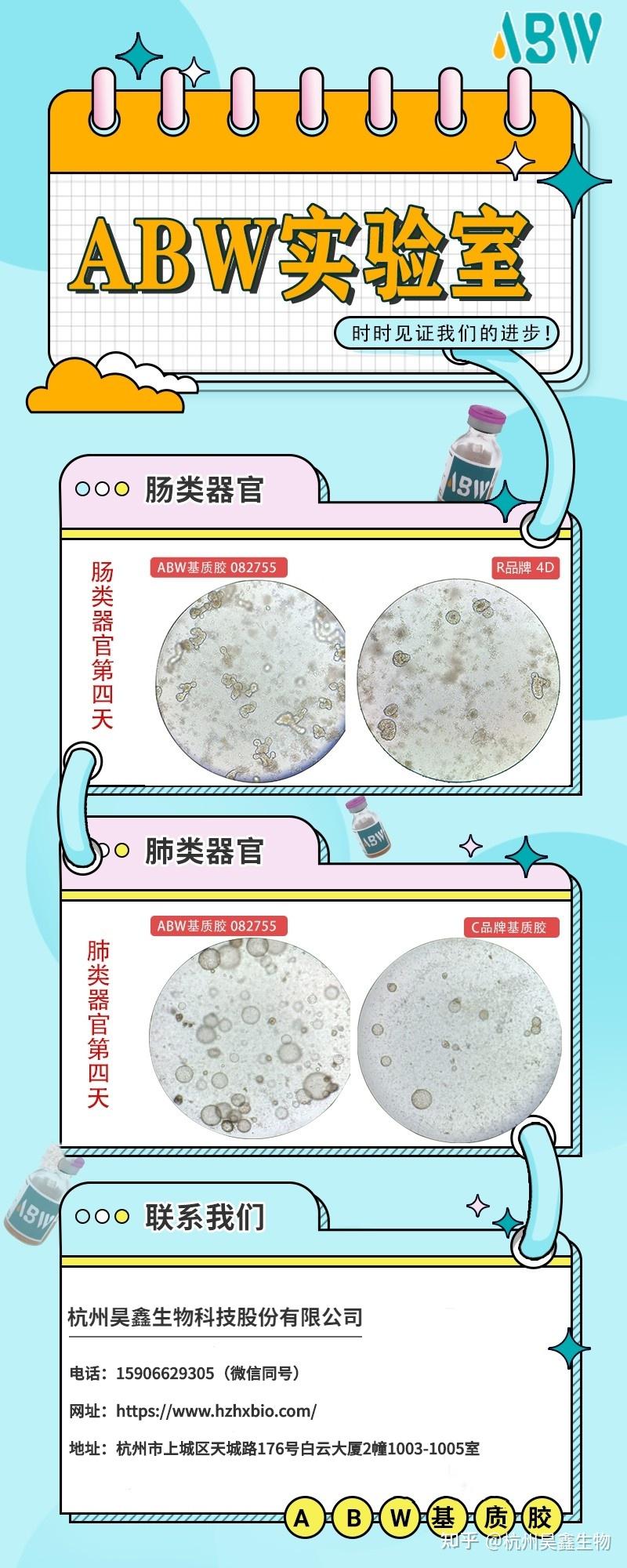 ABW基质胶-肠类器官/肺类器官验证图 - 知乎