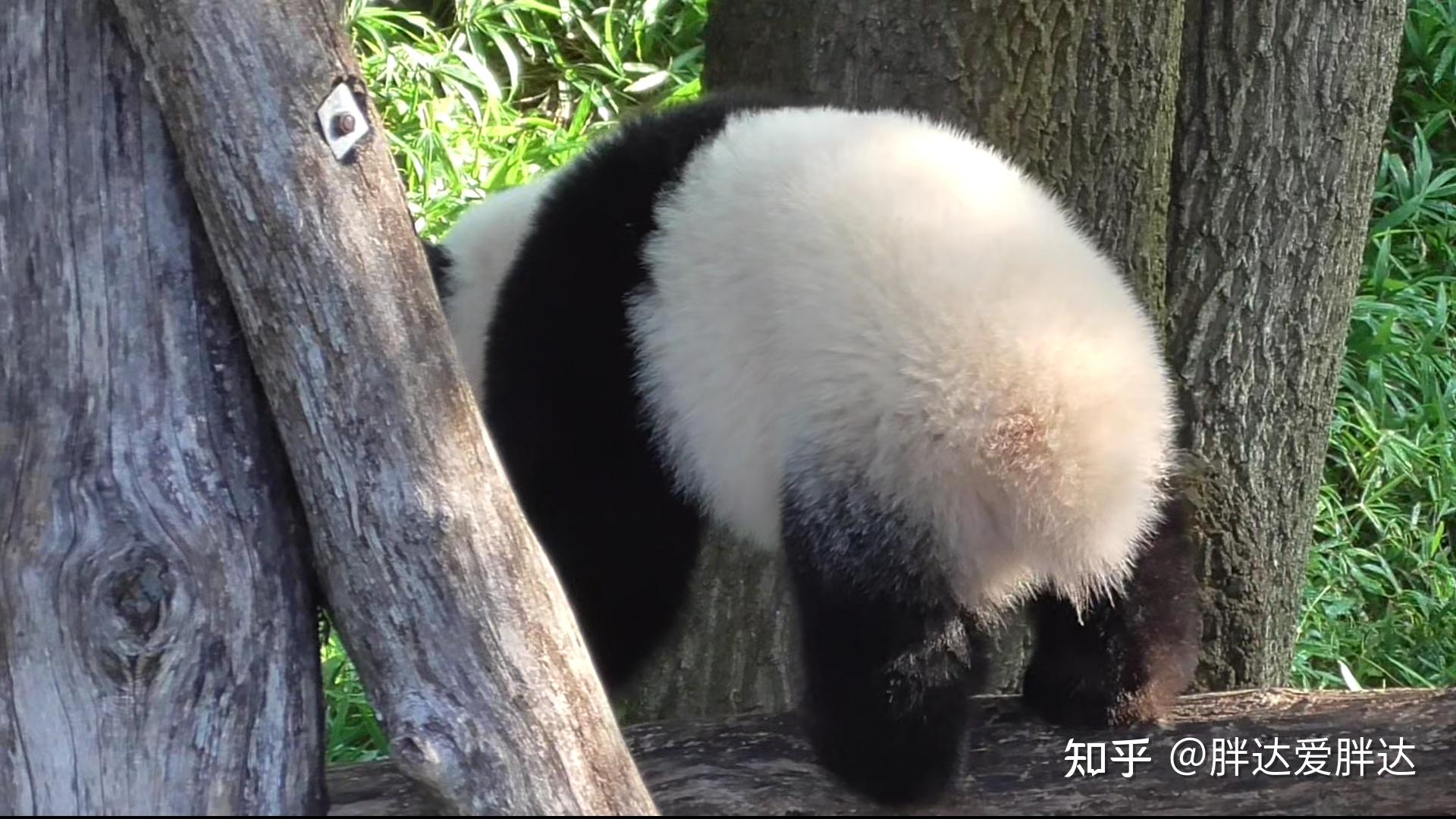 美香、小奇迹母子俩 - 知乎