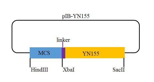 实验技能丨双分子荧光互补-BiFC技术详解 - 知乎
