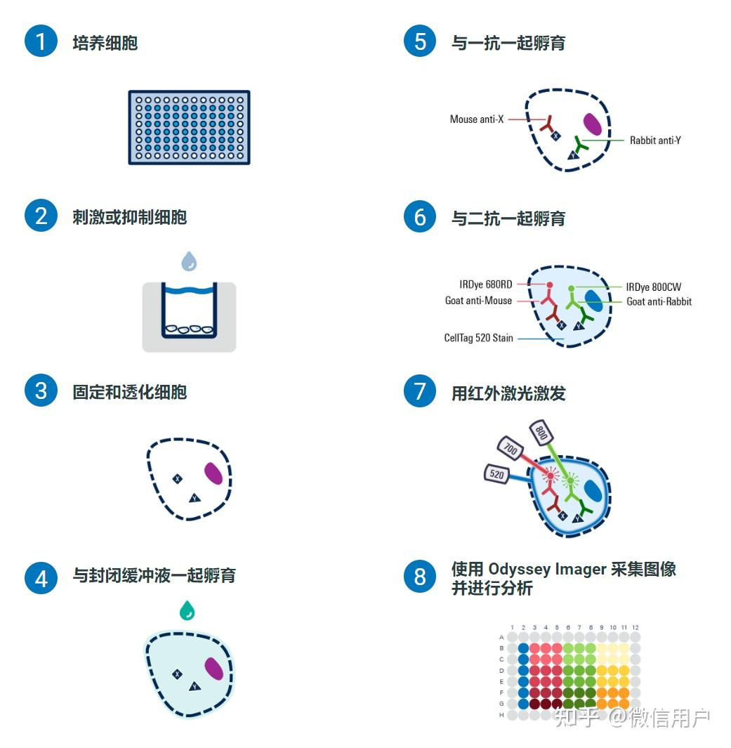 In-Cell ELISA/ Western blot 怎么做 ICE/ICB？ - 知乎