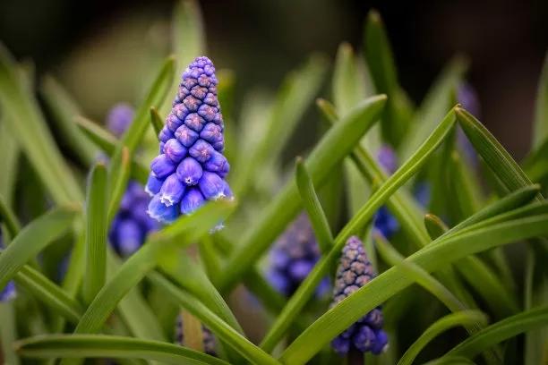 论文如何发表:AOB PLANTS - 知乎