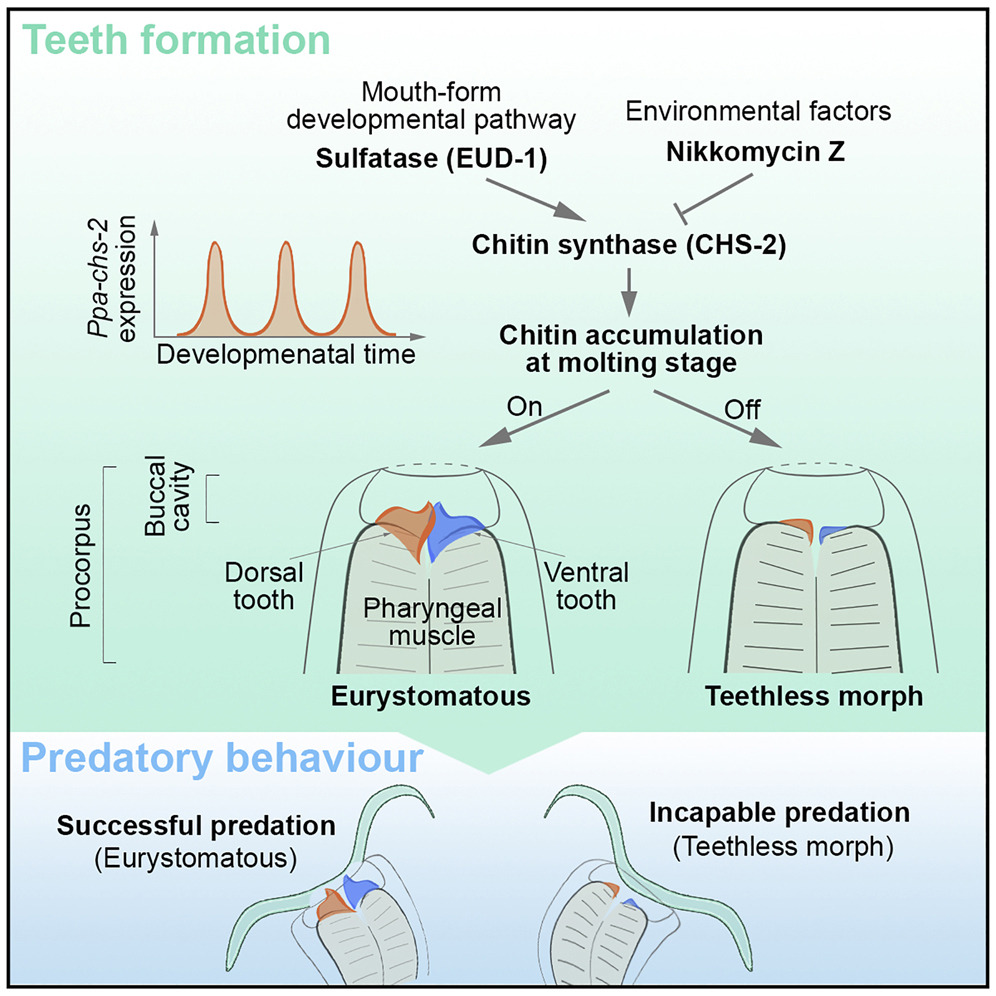 Curr Biol｜德国马普所(Tübingen)首次证明捕食性线虫的摄食结构由几丁质组成 - 知乎