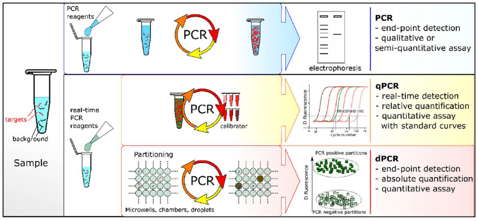 干货分享 | 外源基因拷贝数检测——数字PCR法（ddPCR） - 知乎
