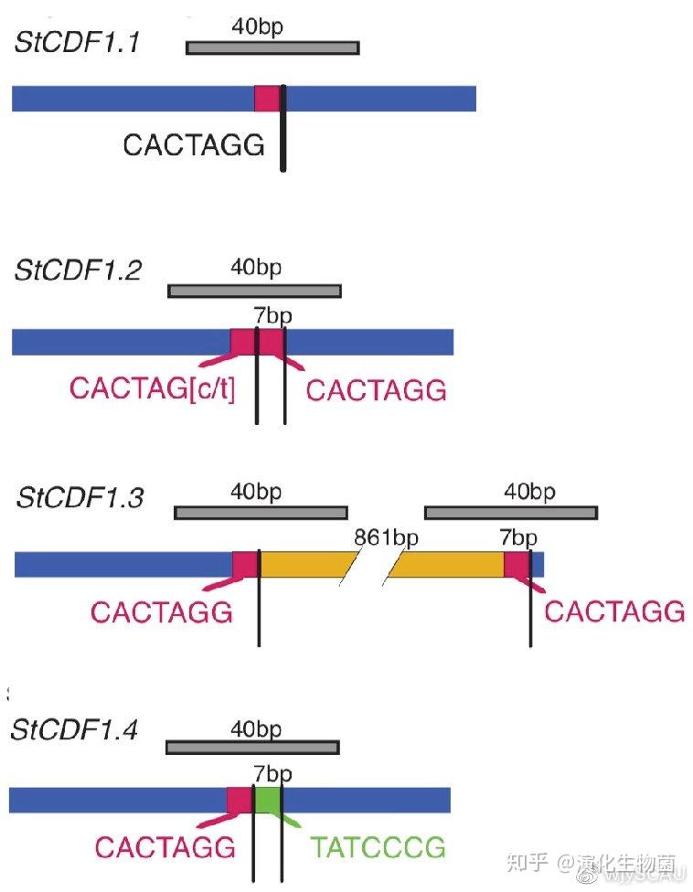 土豆驯化历史补完：远征欧洲 - 知乎