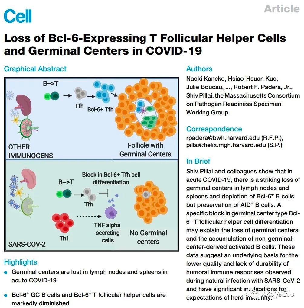 Cell热点|Opal多色标记方案助力COVID-19新冠肺炎免疫生发中心及滤泡T细胞功能研究 - 知乎