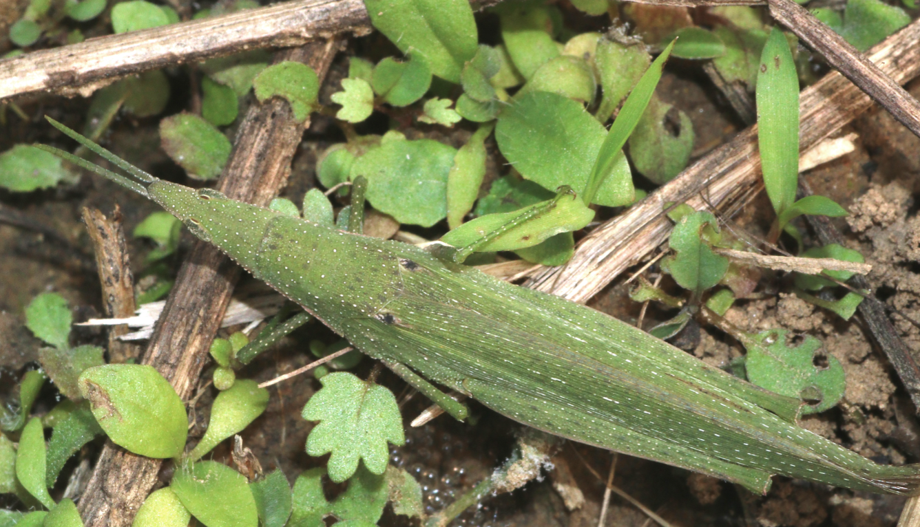 蛐蛐、蟋蟀、蝈蝈、蚂蚱、蚱蜢、蝗虫，有哪些区别？ - 知乎