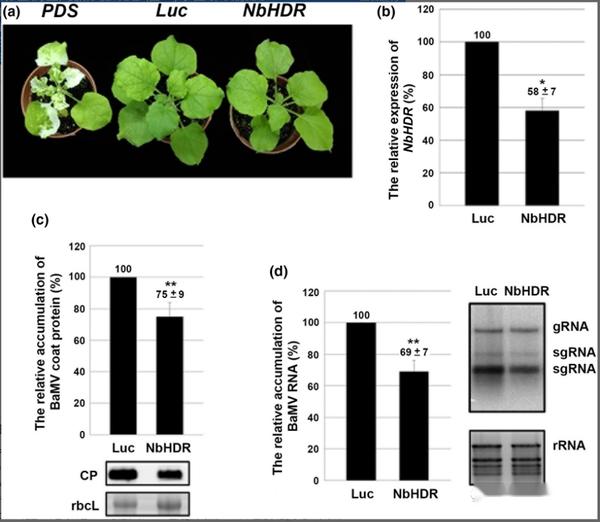 【New Phytol】来自质体MEP途径的赤霉酸参与BaMV的积累 - 知乎