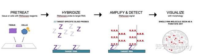 RNA scope实验方法 - 知乎