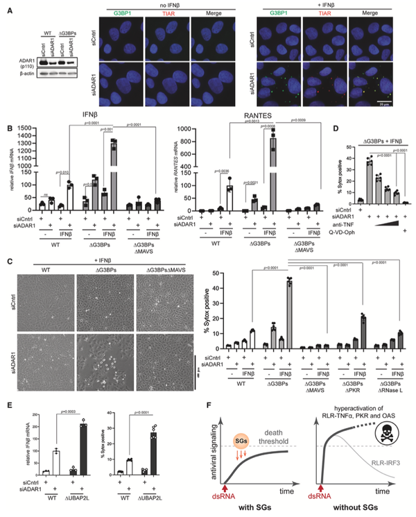 Molecular Cell丨应激颗粒是减震器，可防止对 dsRNA 产生过度的先天免疫反应 - 知乎