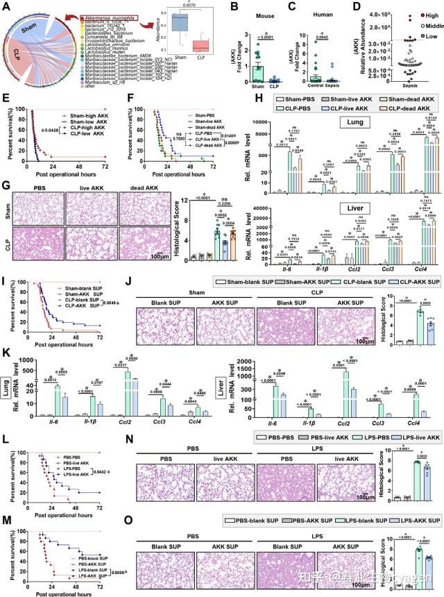 IF=24.5丨南方医科大学团队发现AKK来源的新型三肽对致死性脓毒症的保护作用 - 知乎