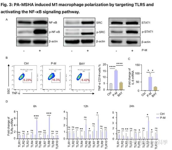 Nature子刊 | PA-MSHA与αPD-1联合应用在临床上的巨大潜力 - 知乎