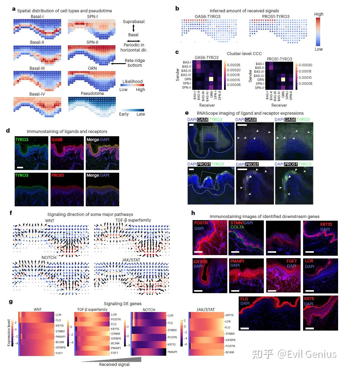 通过空间行为（optimal transport）推断空间细胞间通讯信号方向(COMMOT) - 知乎