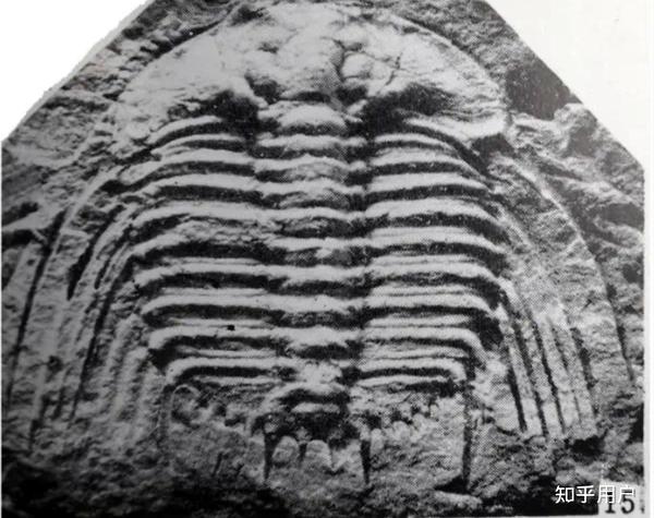 【三叶虫分类科普 2/ N 】裂肋虫目 - Lichida - 知乎